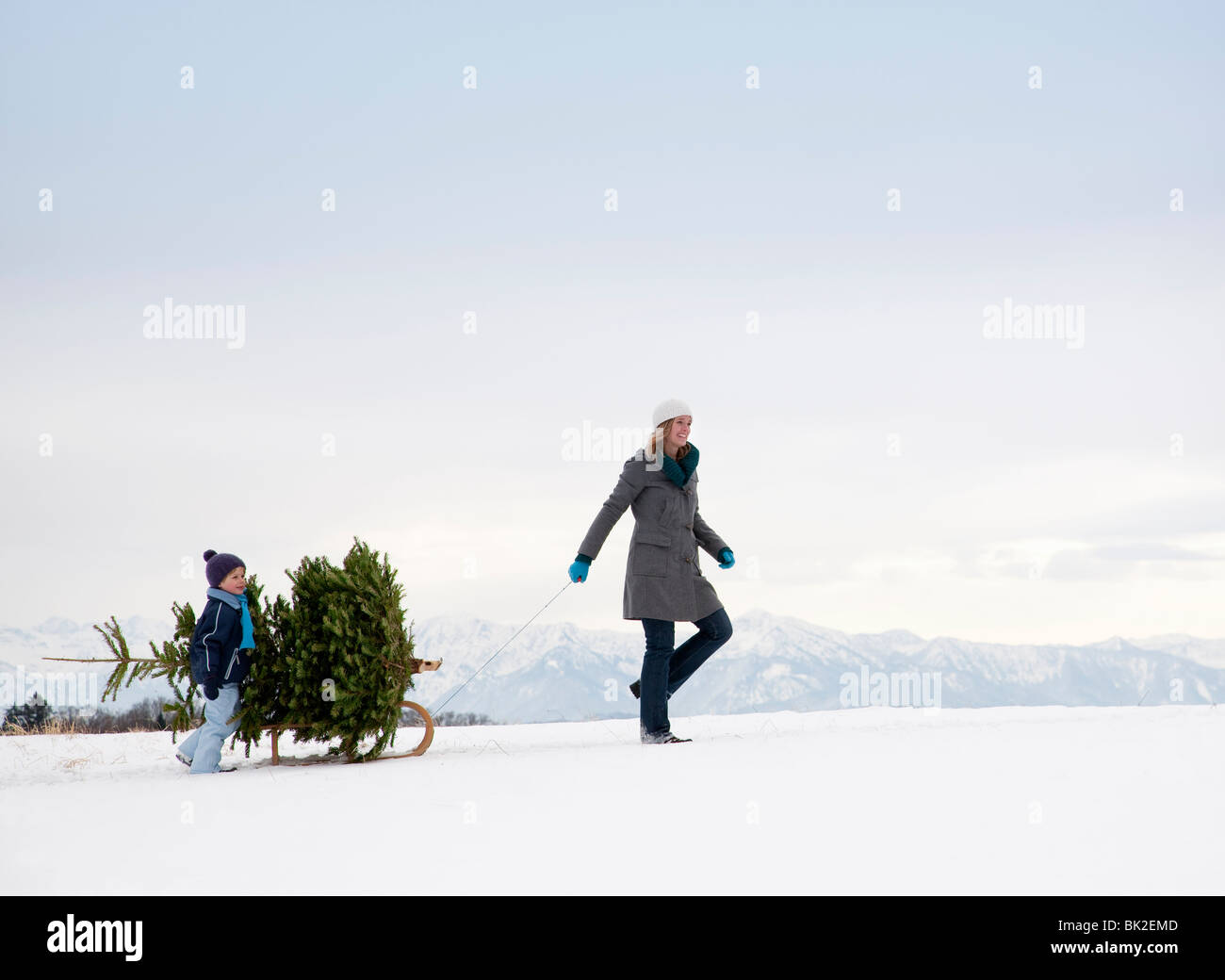 Pulling christmas tree hi-res stock photography and images - Alamy