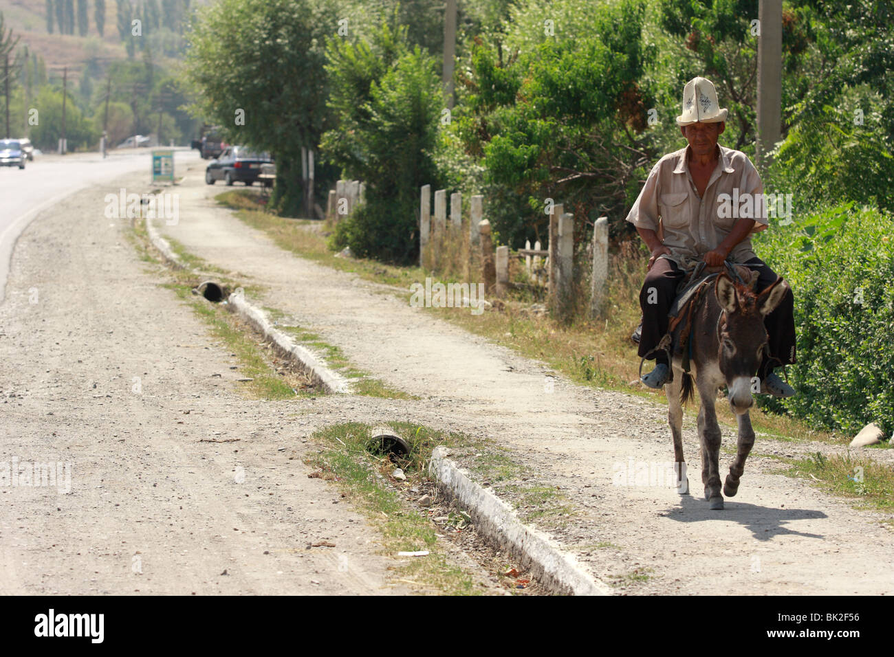 Male donkey adult hi-res stock photography and images - Alamy