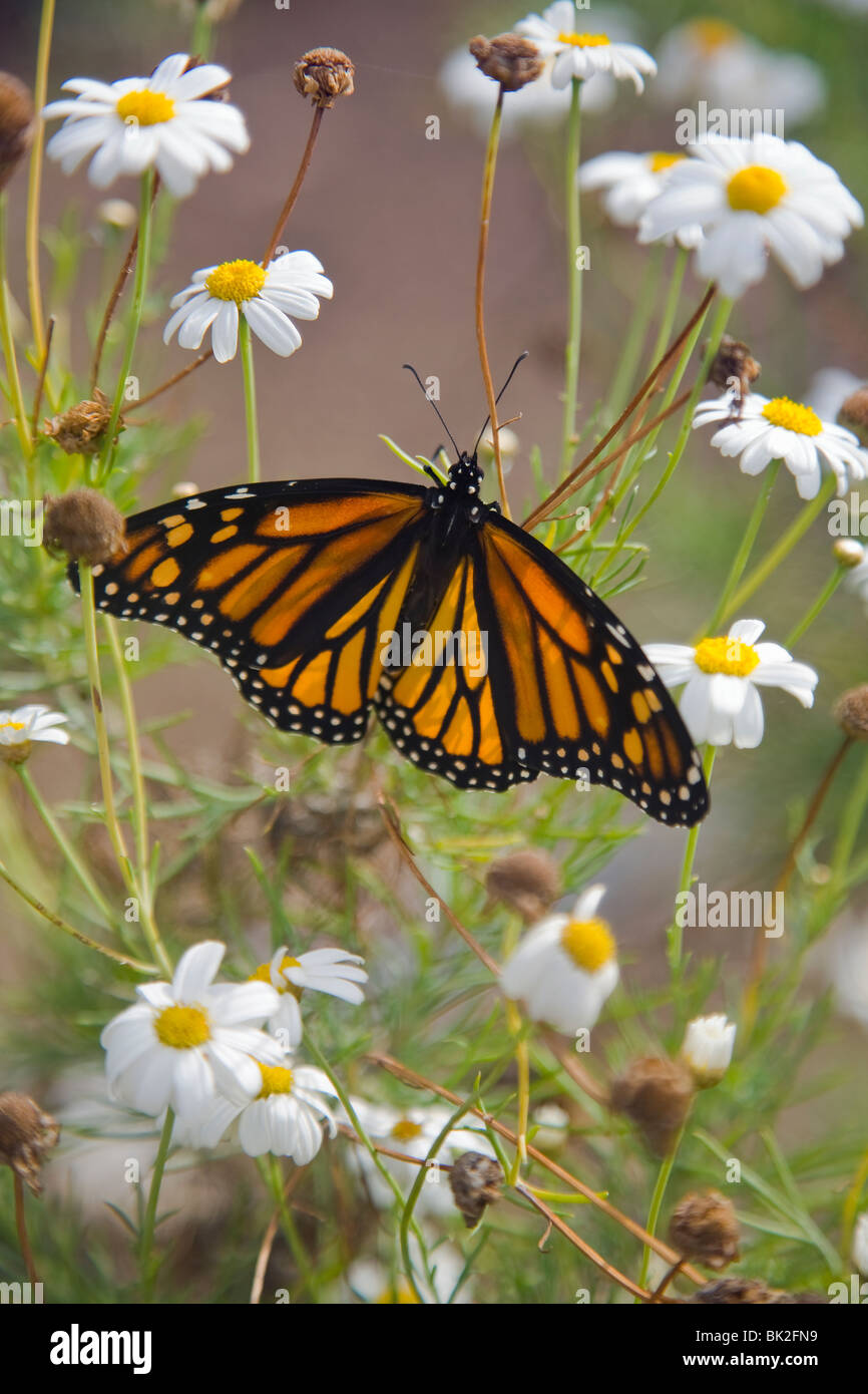 Wanderer butterfly hi-res stock photography and images - Alamy