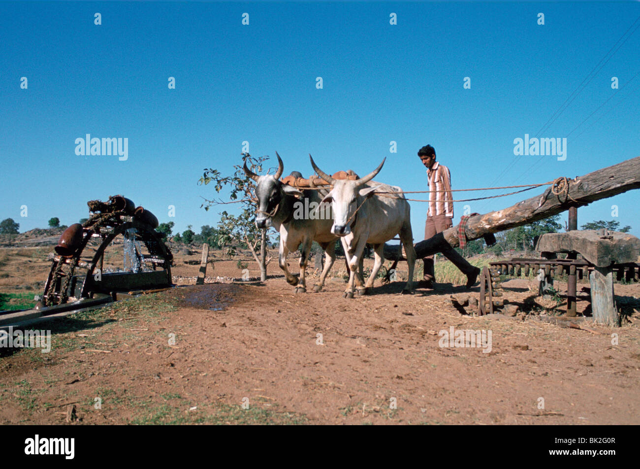 Persian water wheel rajasthan india hi-res stock photography and images ...