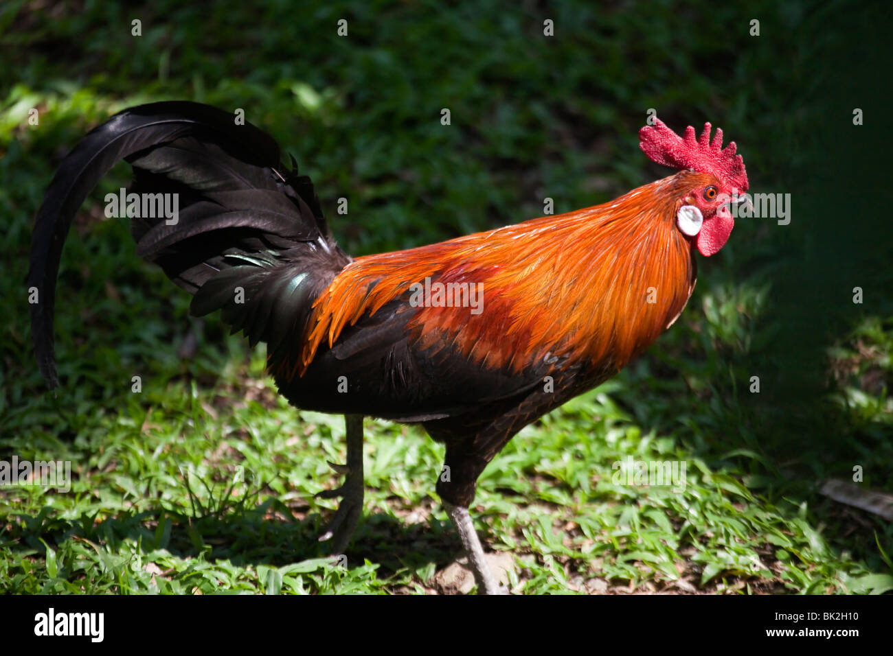 Wild birds of malaysia hi-res stock photography and images - Alamy