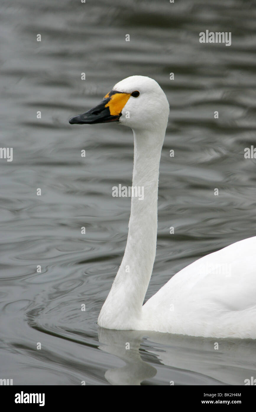 A Bewick's Swan Stock Photo - Alamy