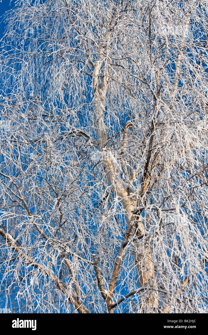 White frosted tree in December Stock Photo - Alamy