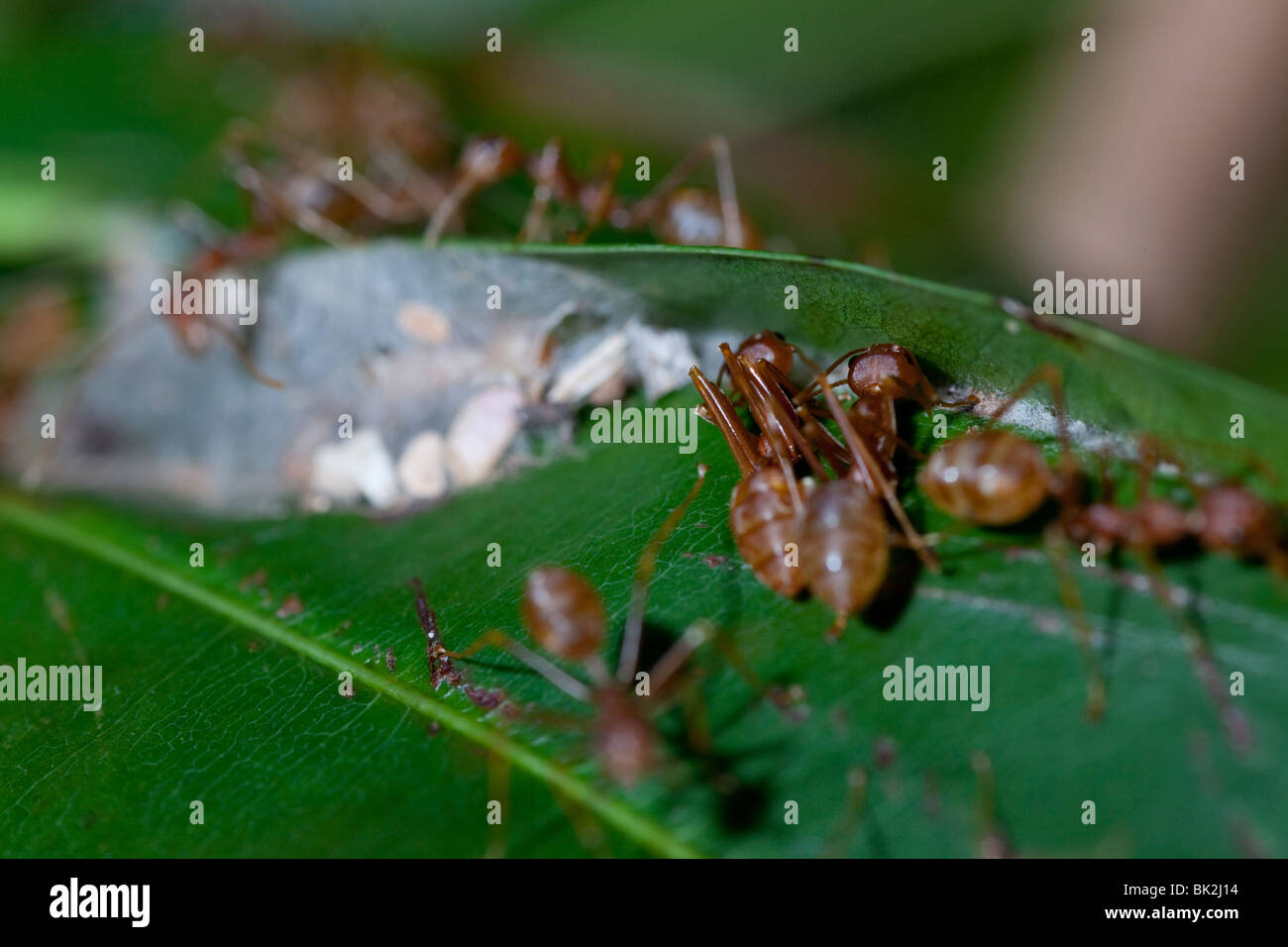 Ants farming aphids hi-res stock photography and images - Alamy Ants farming aphids hi-res stock photography and images - Alamy