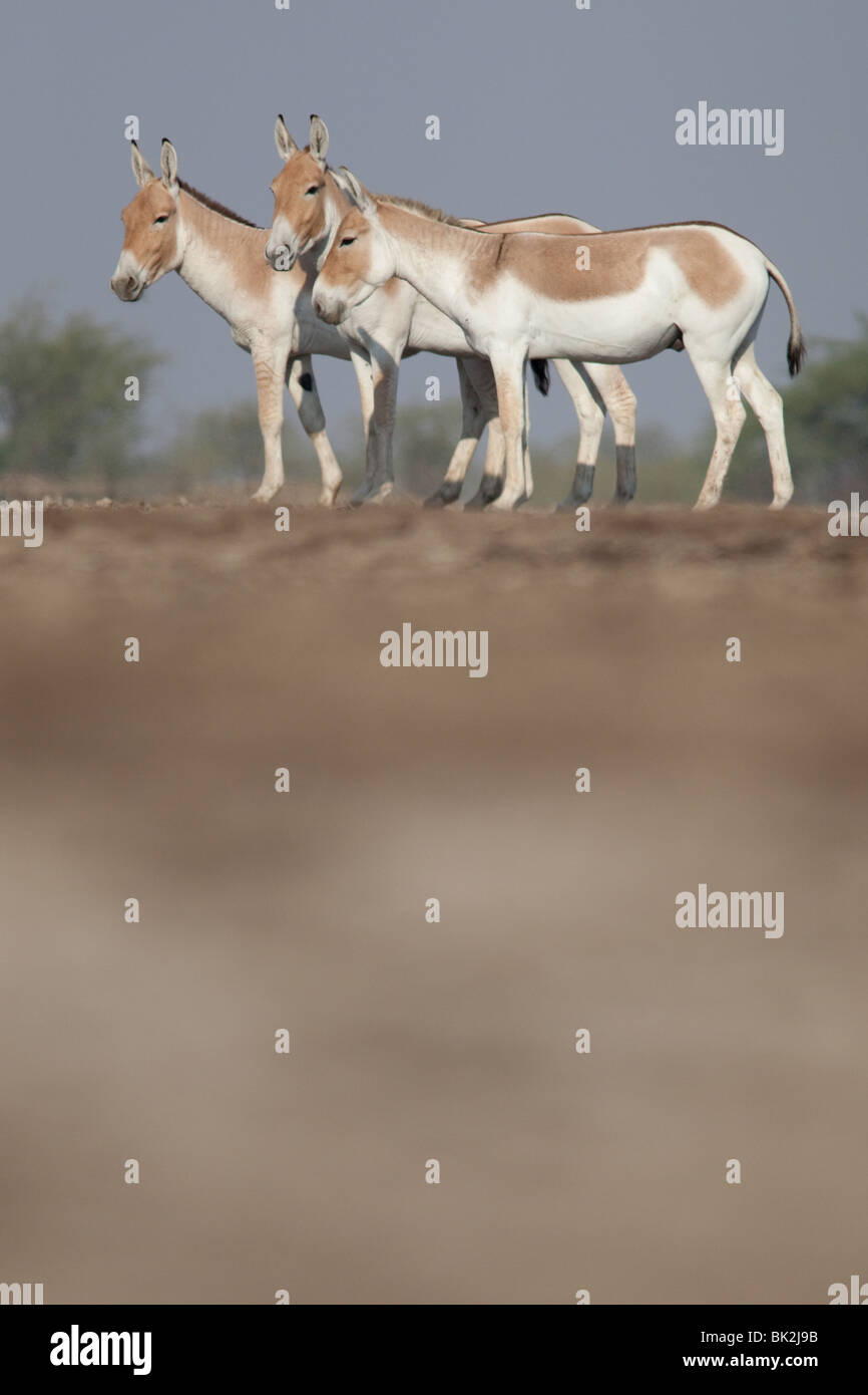 three Khur Wild Ass in little Rann sanctuary, Gujarat, India Stock ...