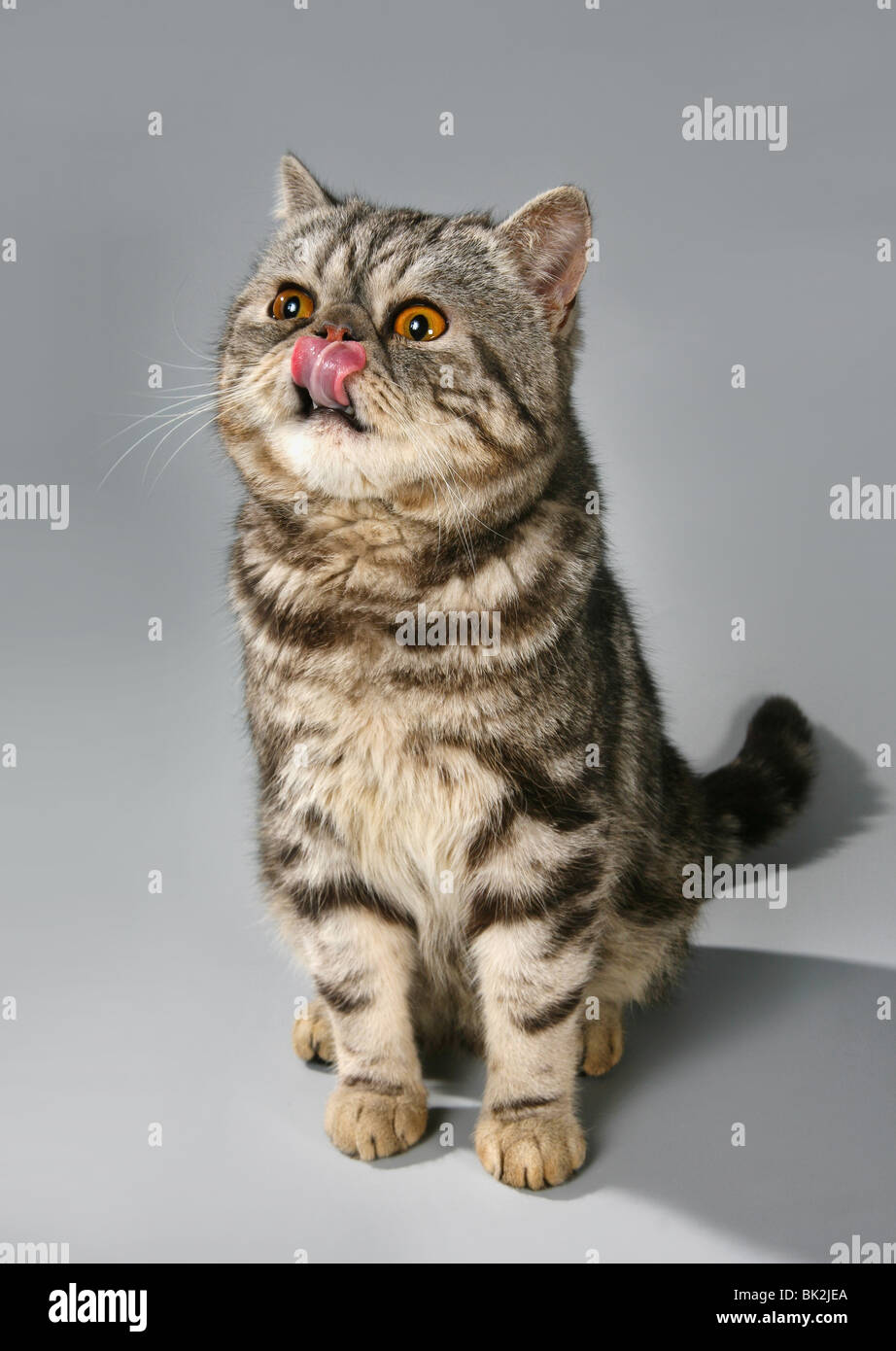 Grey domestic cat Stock Photo - Alamy