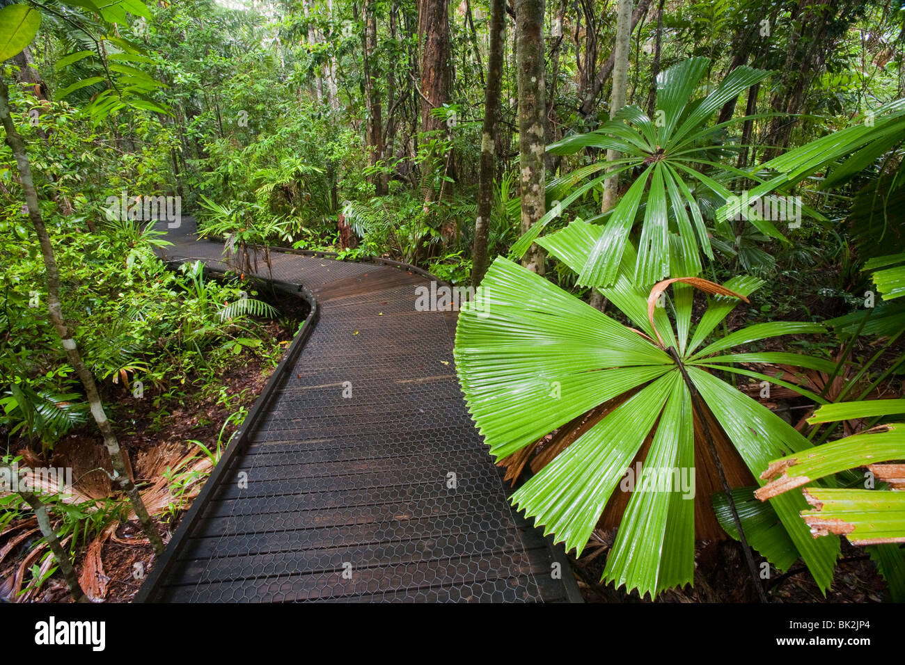 Daintree hi-res stock photography and images - Alamy