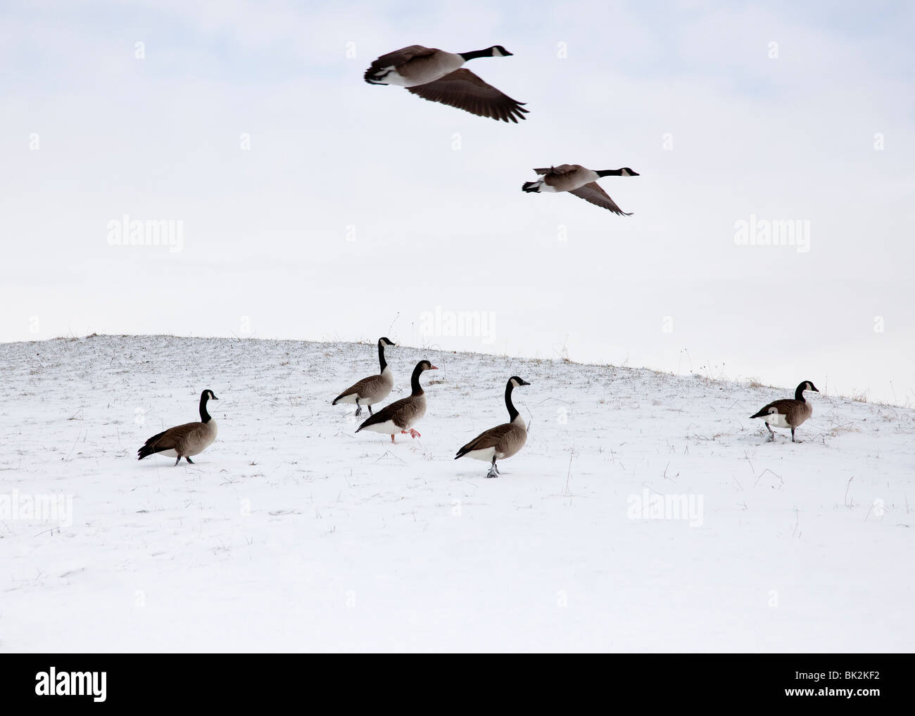 Snowy goose hi-res stock photography and images - Alamy