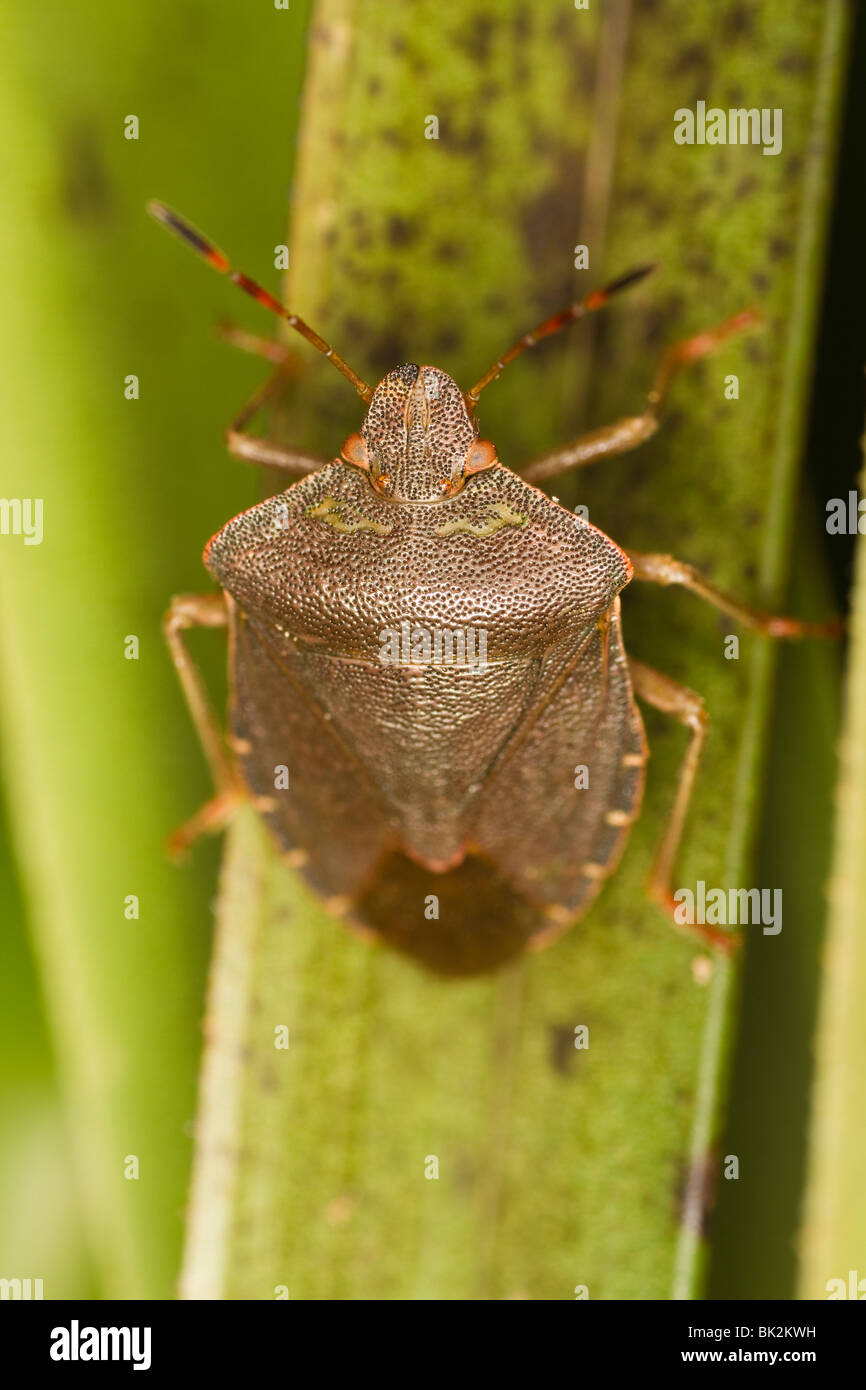 Shieldbug hi-res stock photography and images - Alamy