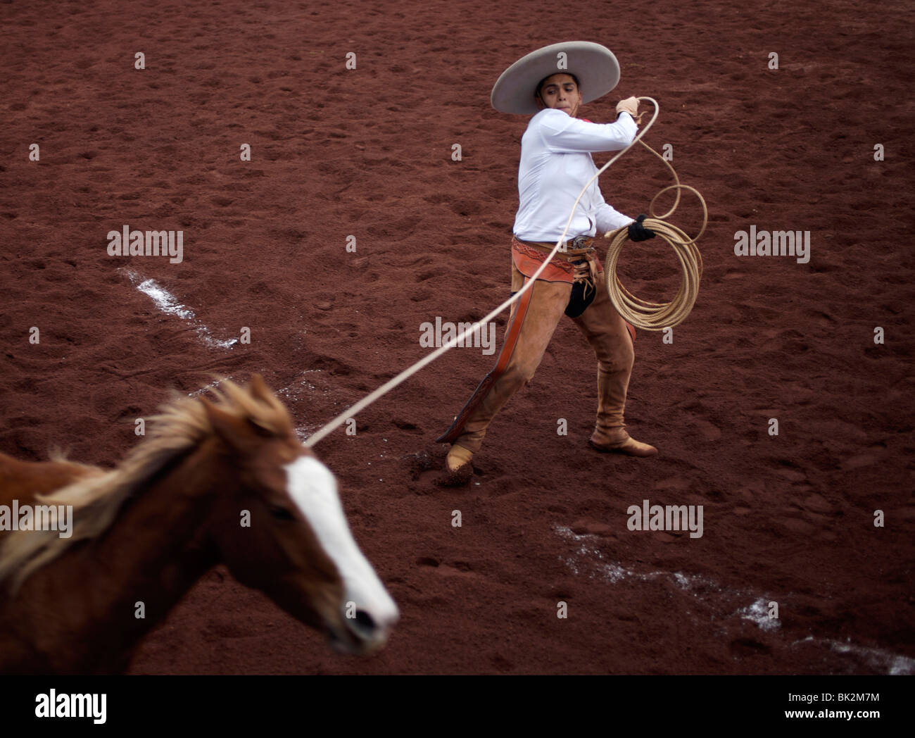 A Mexican Charro lassos a horse as he competes in a Charreria, or rodeo ...