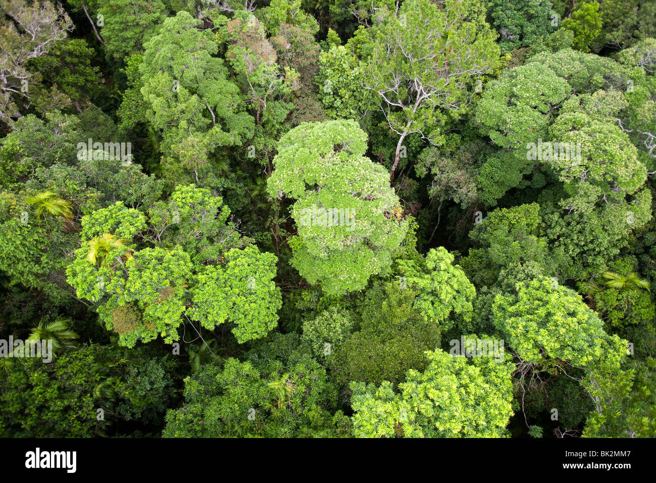 The forest canopy of the Daintree rain forest in northern Queensland ...
