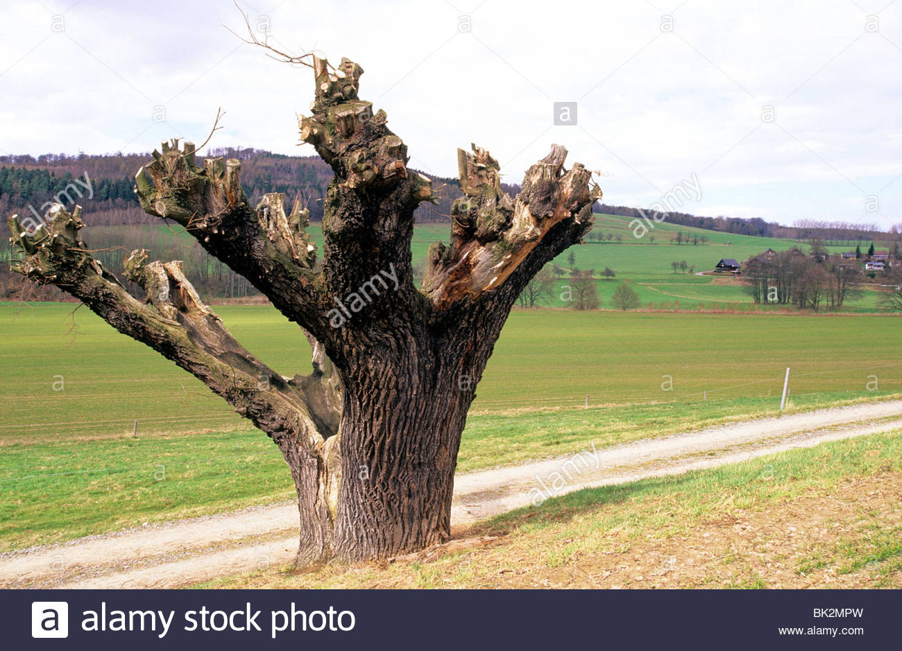 Pollard Willow Tree High Resolution Stock Photography and Images - Alamy