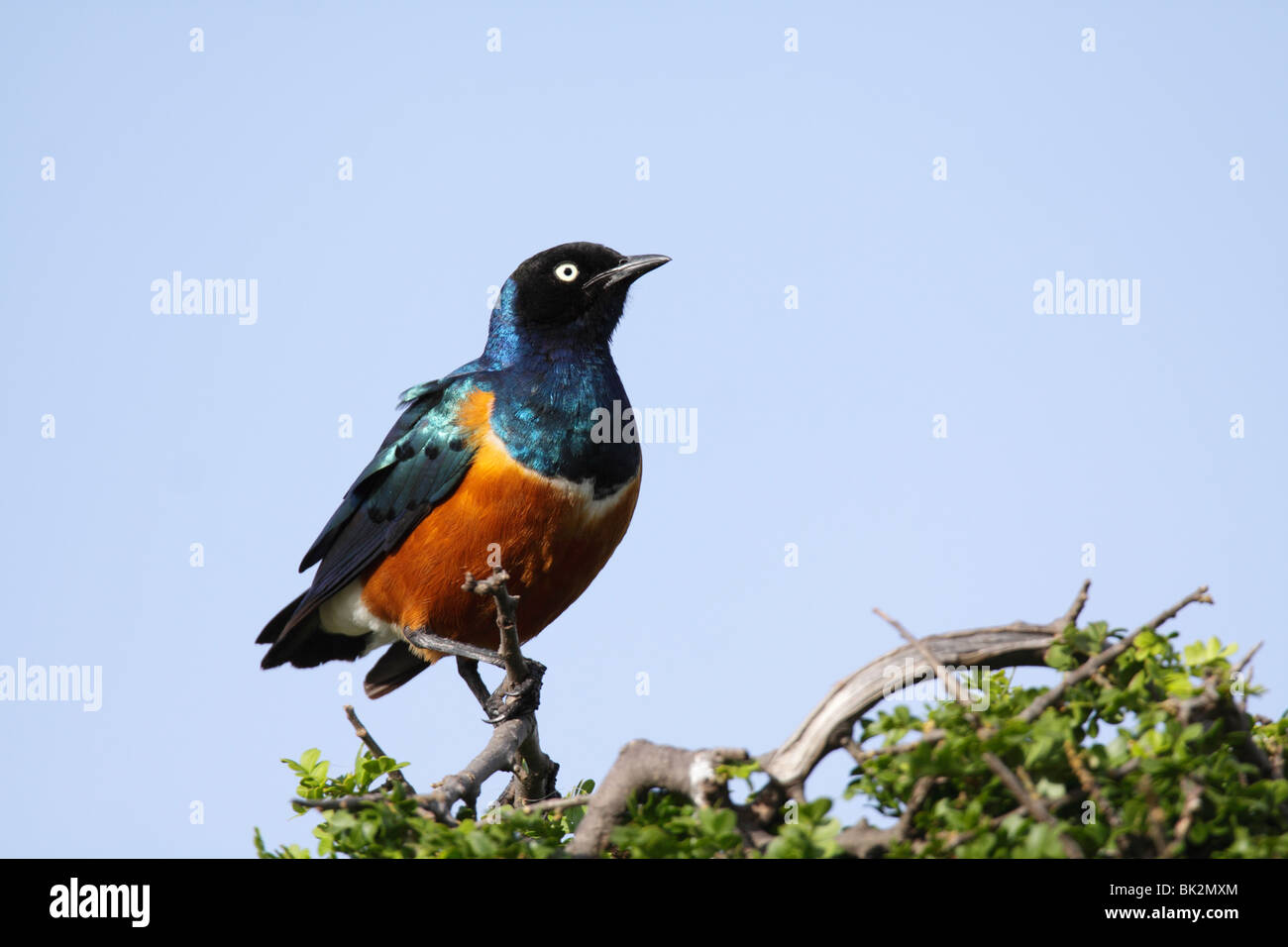 Kenyan starling hi-res stock photography and images - Alamy