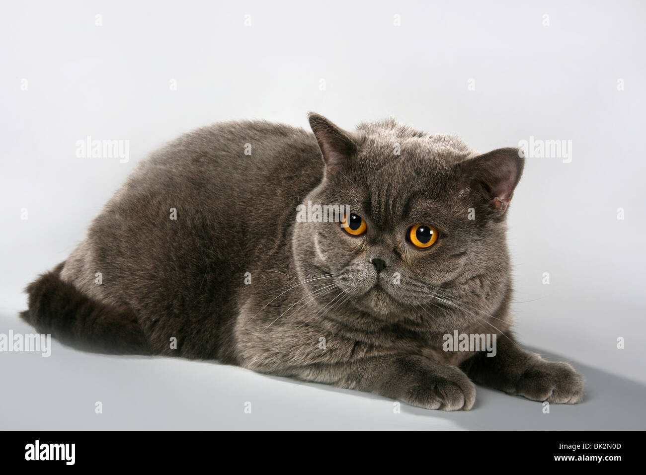 Grey domestic cat Stock Photo - Alamy