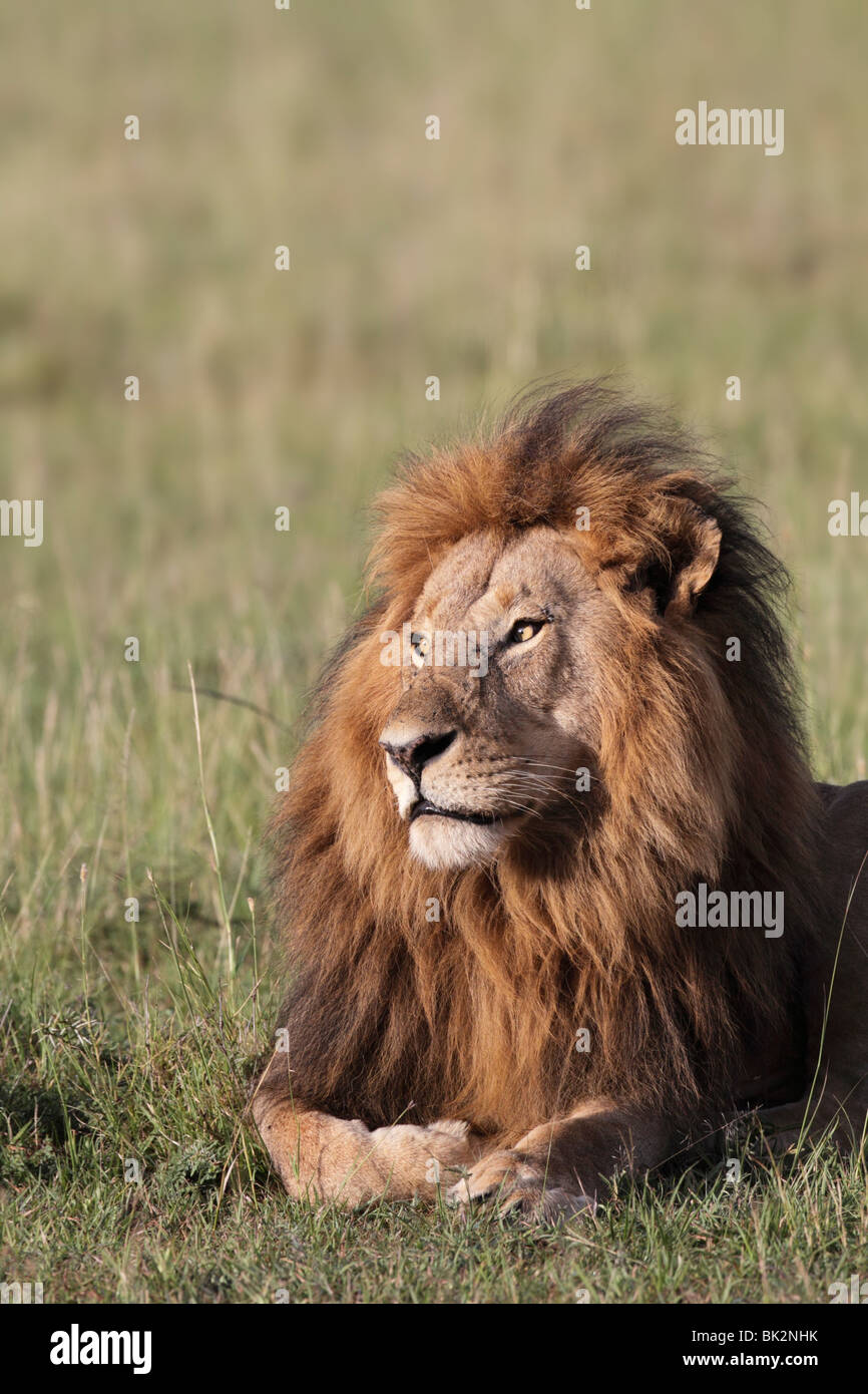 Male lion big mane hi-res stock photography and images - Alamy