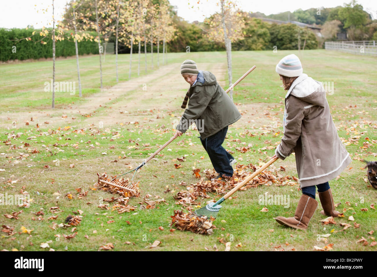 Children raking leaves Stock Photo - Alamy