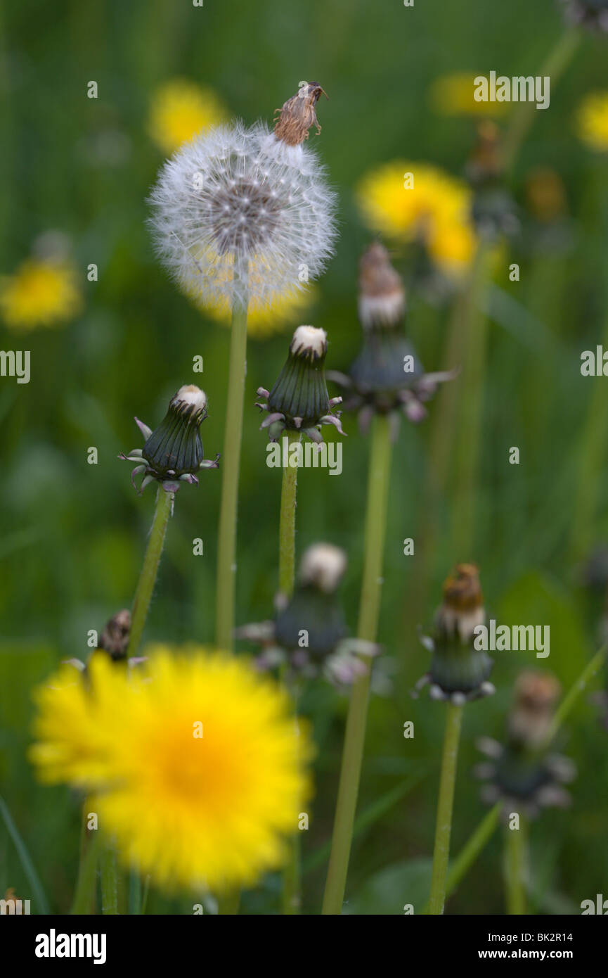 Stages of seed hi-res stock photography and images - Alamy