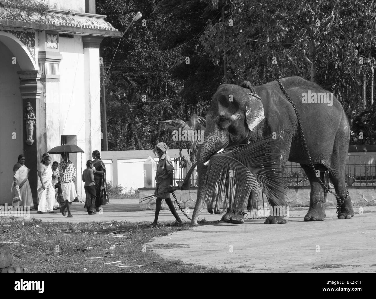 An elephant walks alongside its mahut Stock Photo - Alamy