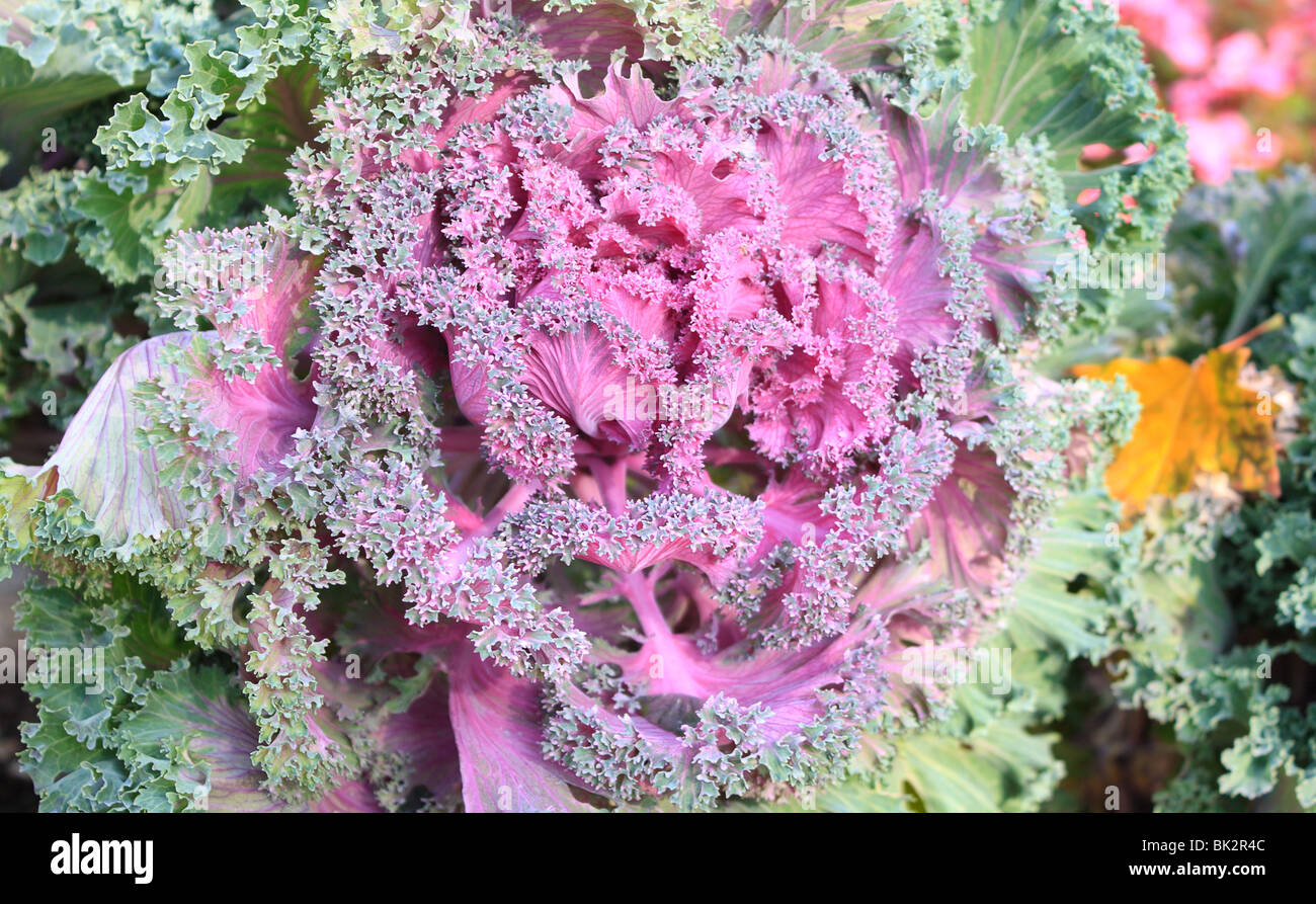Variety of cabbage rose hi-res stock photography and images - Alamy