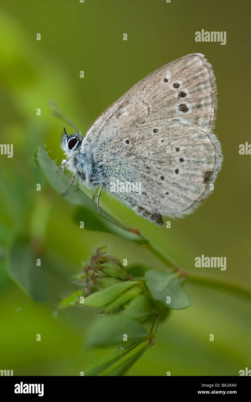 Black-Eyed Blue (Glaucopsyche melanops Stock Photo - Alamy
