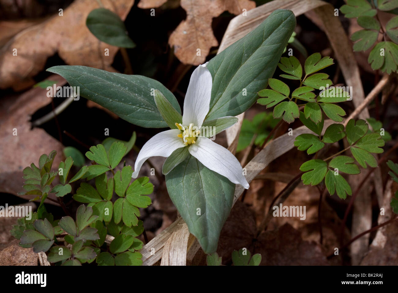 Dwarf or Snow Trillium Trillium nivale River Flats S Michigan USA by ...