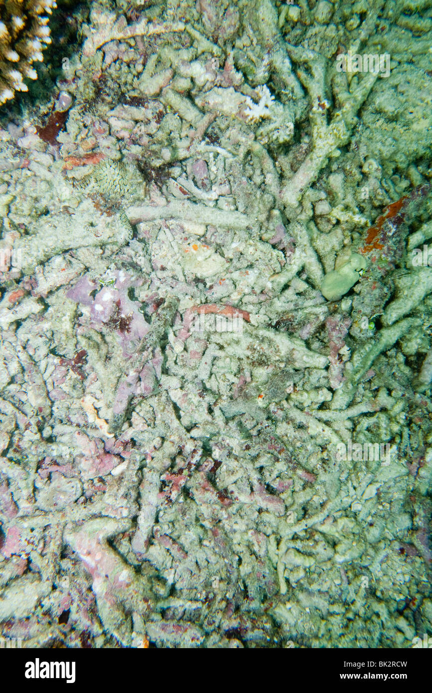 Dead coral hi-res stock photography and images - Alamy