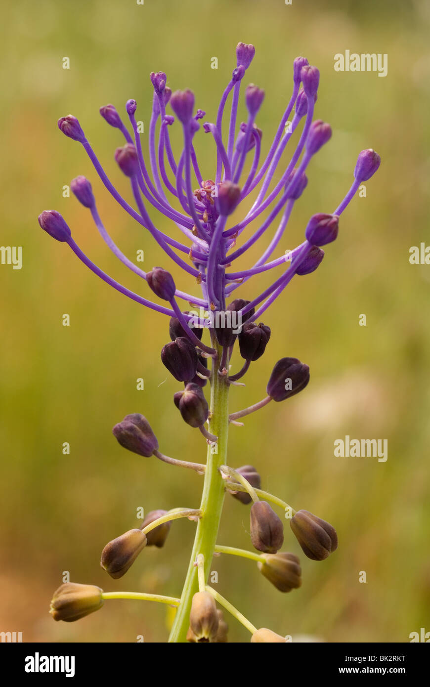 Muscari muscari comosum hi-res stock photography and images - Alamy