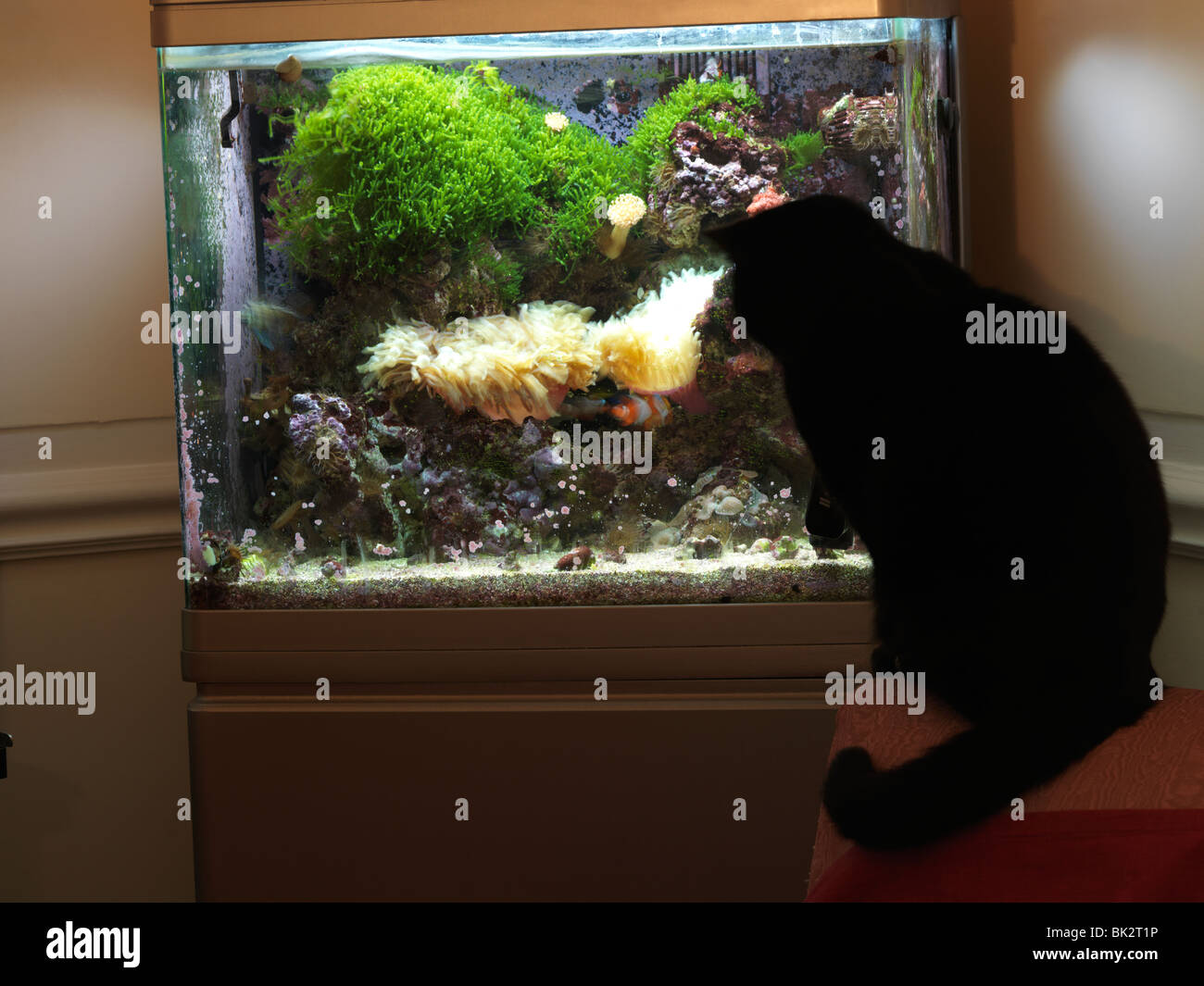 Black Cat Watching Fish And Anemones In Tank Stock Photo - Alamy