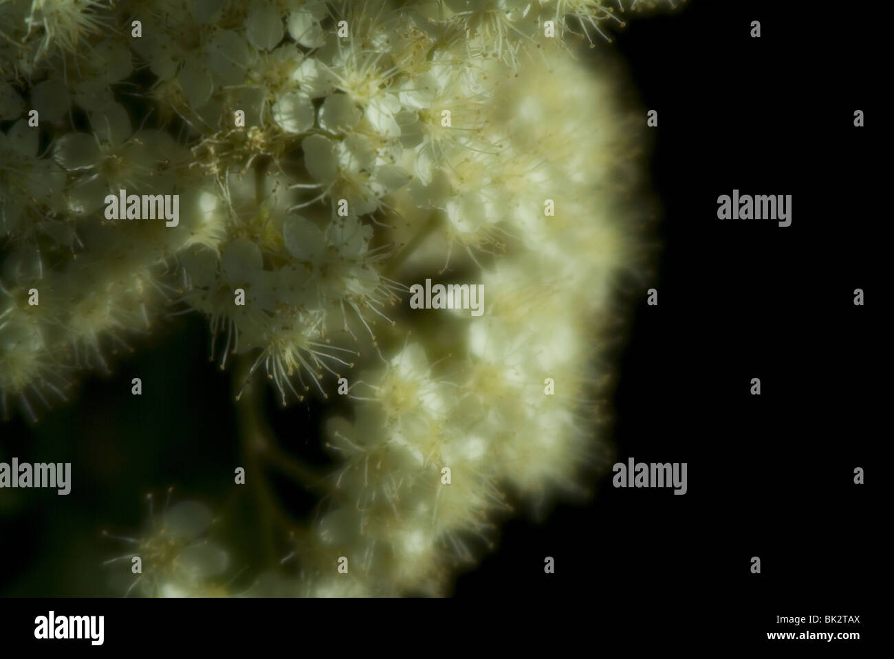 Rowan flower hi-res stock photography and images - Alamy