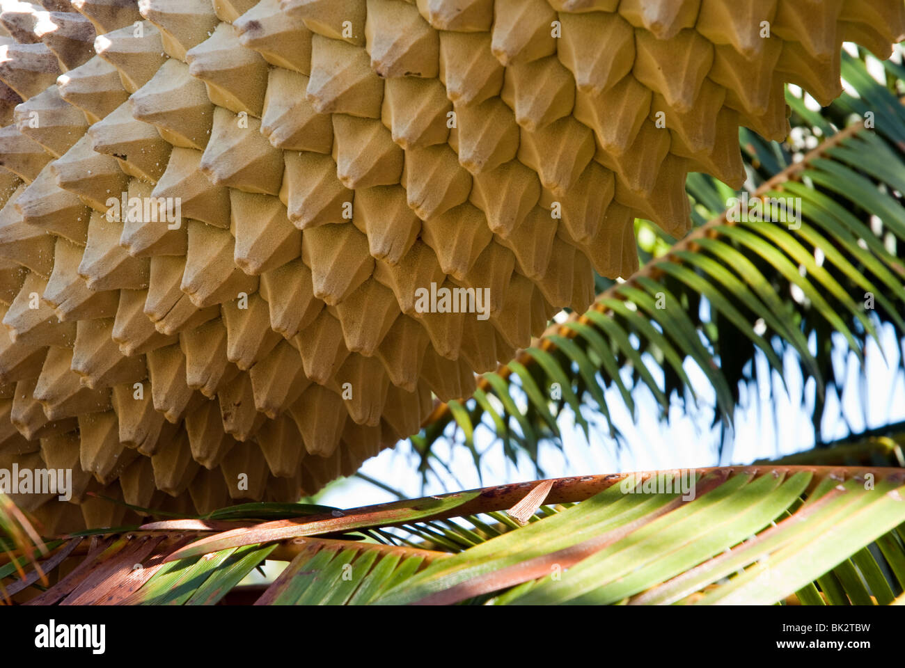 microcycas female cone. Cuban cycad Stock Photo - Alamy