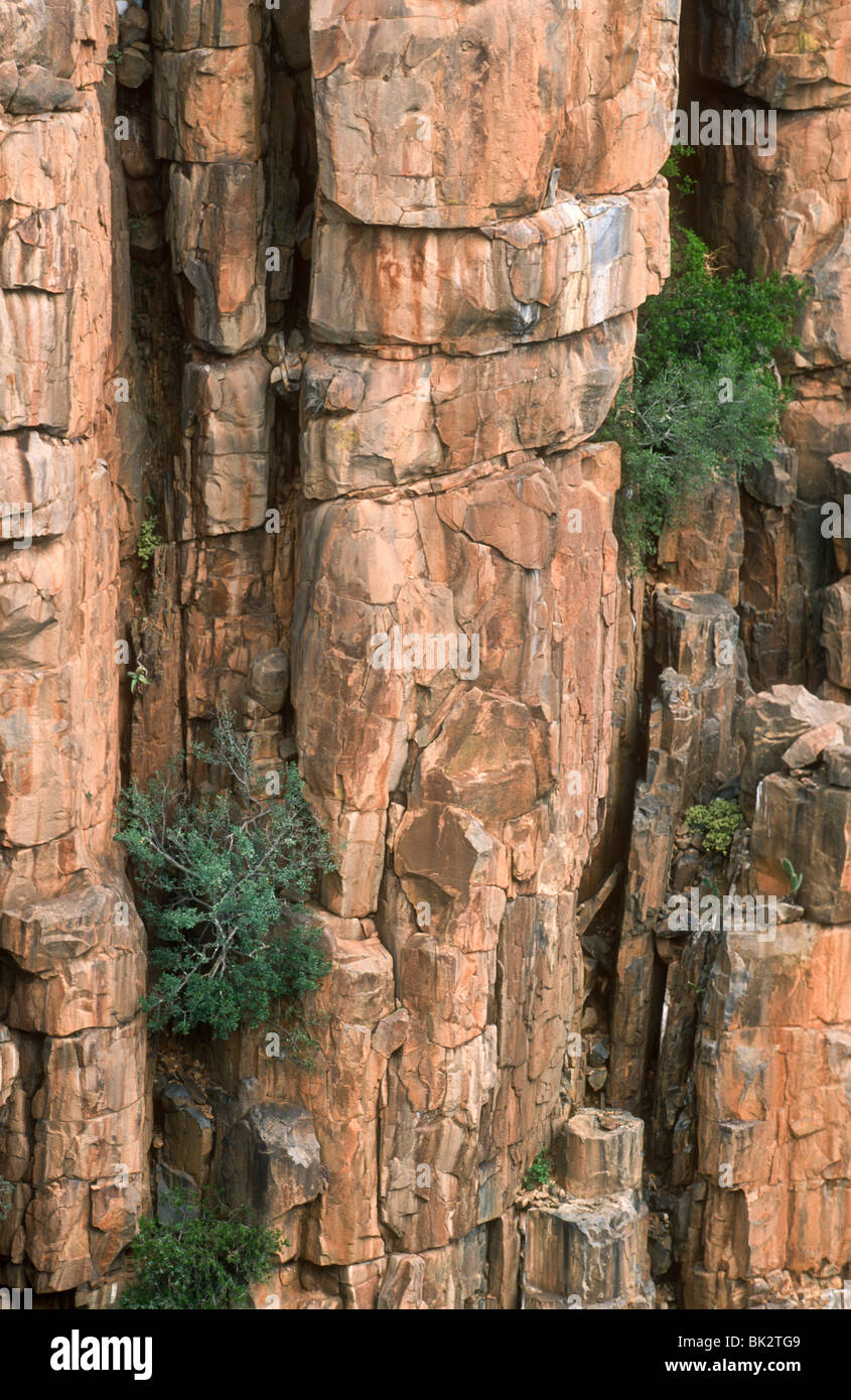 False olive hi-res stock photography and images - Alamy