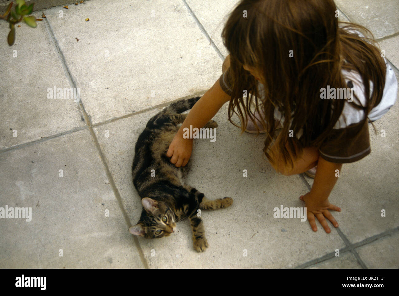 Child With Tabby Kitten 14 Weeks Fereal Cat Domesticated Stock Photo ...