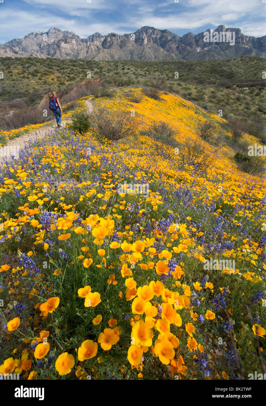 A woman hikes past a large field of orange and yellow poppies and ...