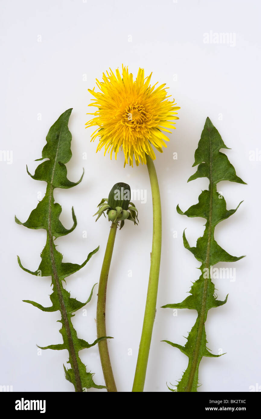 Weed hi-res stock photography and images - Alamy