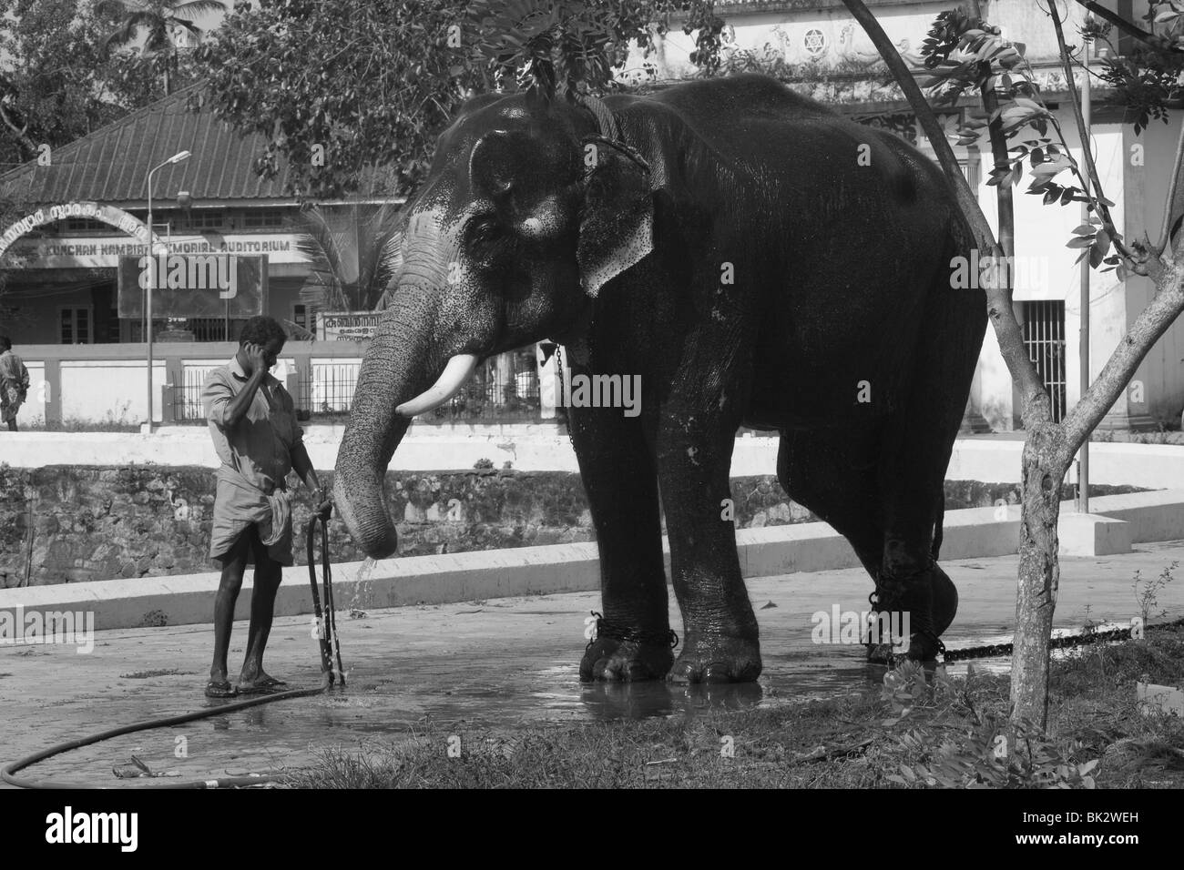 Mahout talking on mobile phone while bathing an elephant Stock Photo ...