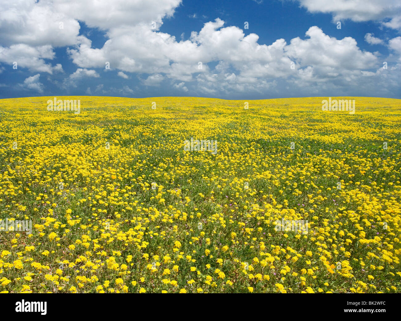 Large grassy field hi-res stock photography and images - Alamy