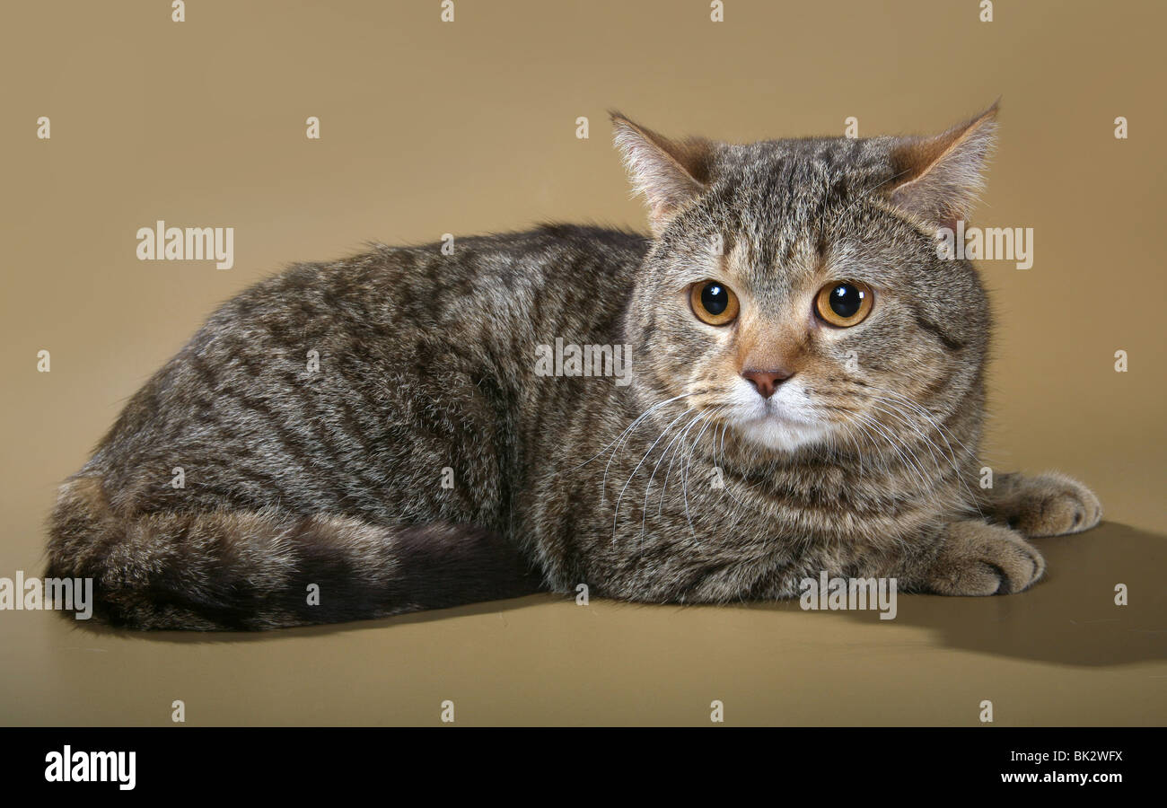 Grey domestic cat Stock Photo - Alamy