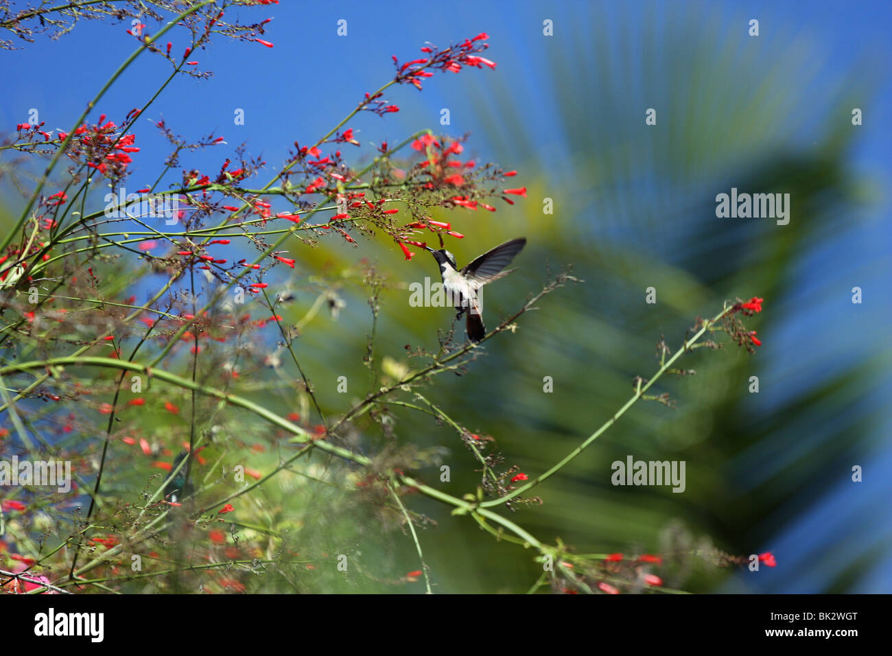 Hummingbird of trinidad and tobago Stock Photo - Alamy