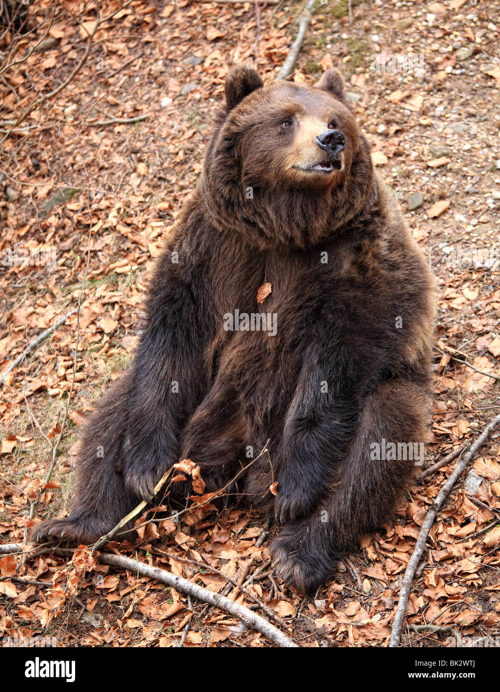 Brown bear relaxing on hi-res stock photography and images - Alamy