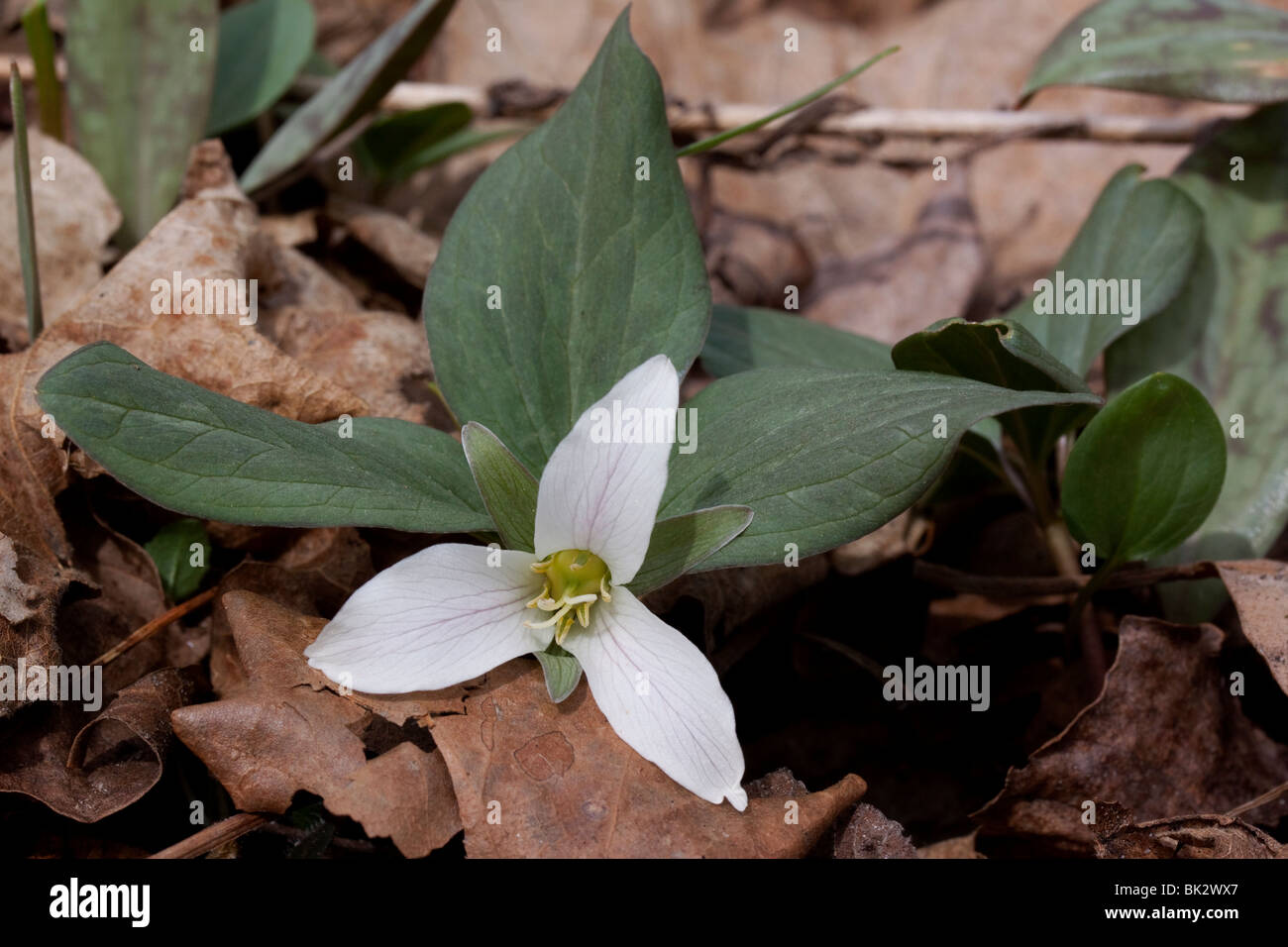 Dwarf or Snow Trillium Trillium nivale River Flats S Michigan USA by ...