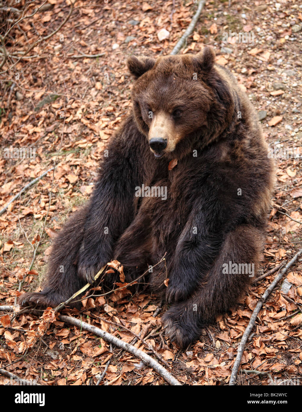 italian brown bear relax sit on ground Stock Photo - Alamy