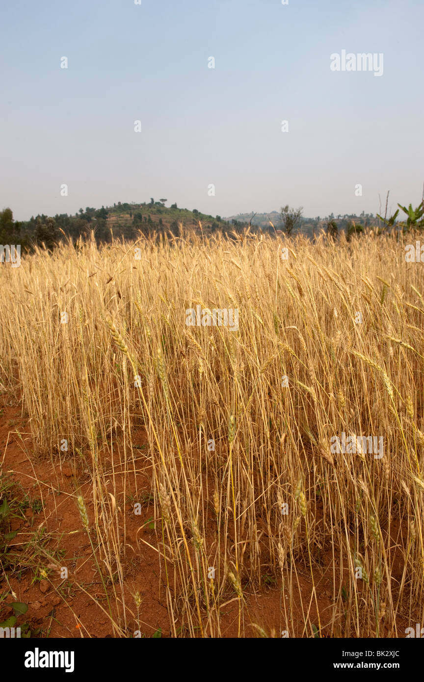 Low crop yield barley hi-res stock photography and images - Alamy
