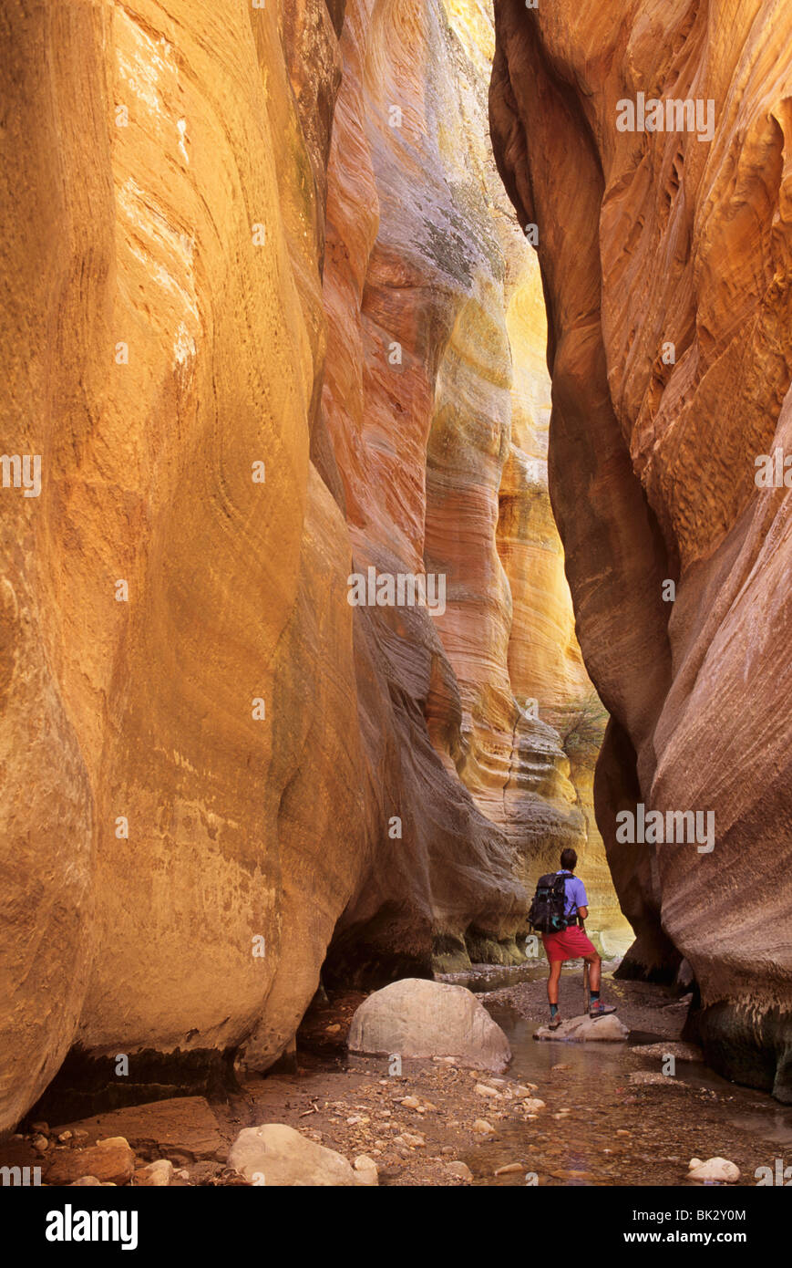 Hiking in the narrows of Orderville Canyon in Zion National Park, Utah ...