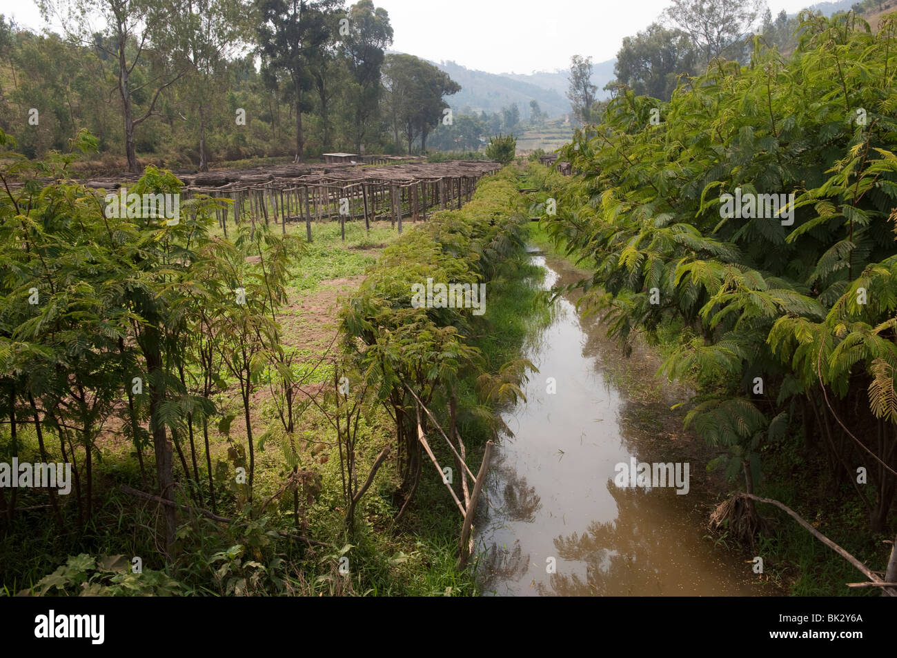 Nursery growing Fodder Trees, which add nitrogen to the soil, making it ...