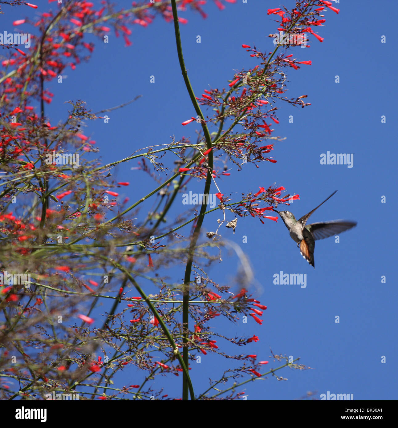 Hummingbird of trinidad and tobago Stock Photo - Alamy