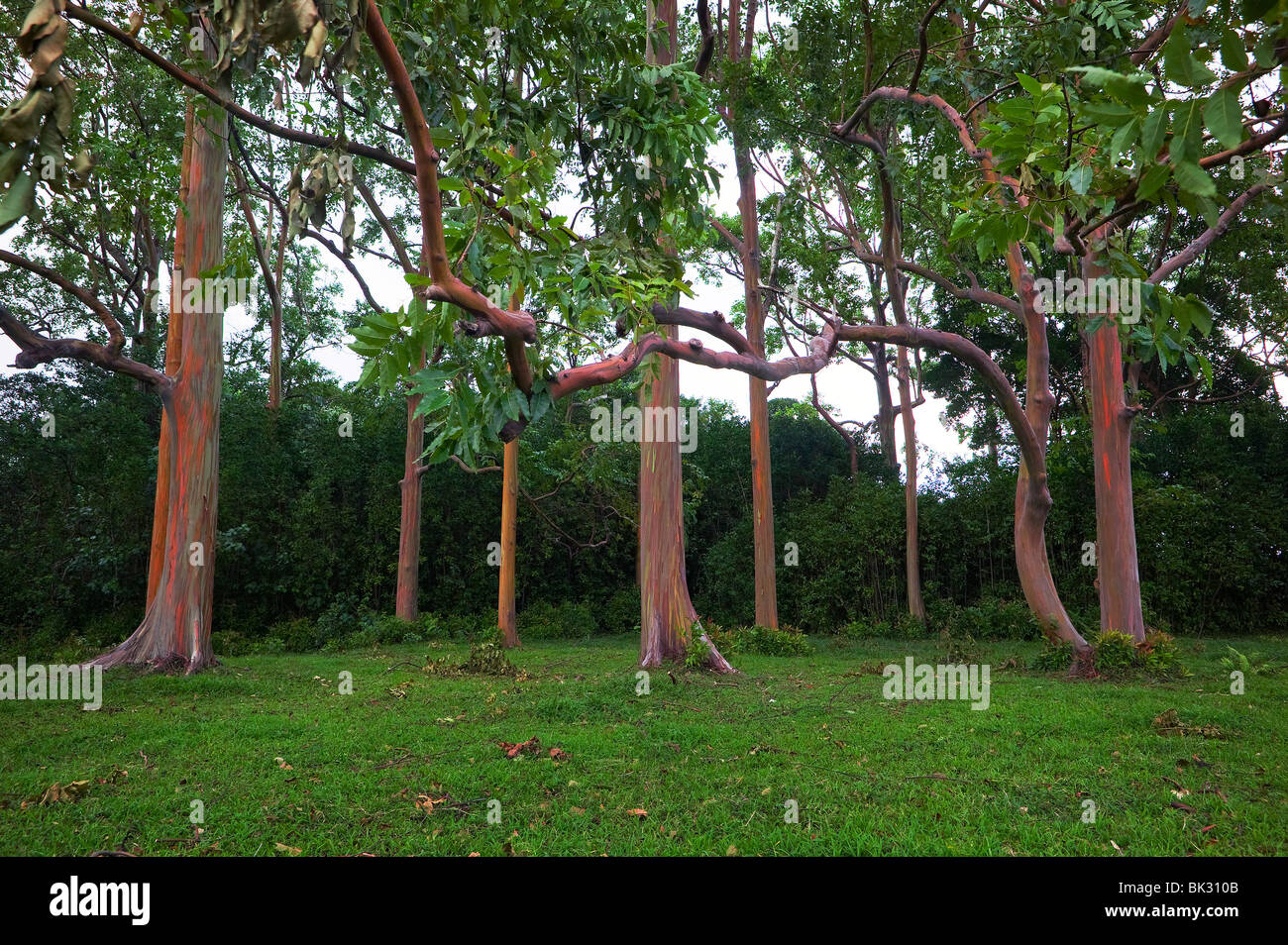 Hawaiian Rainbow Eucalyptus Trees Stock Photo - Alamy