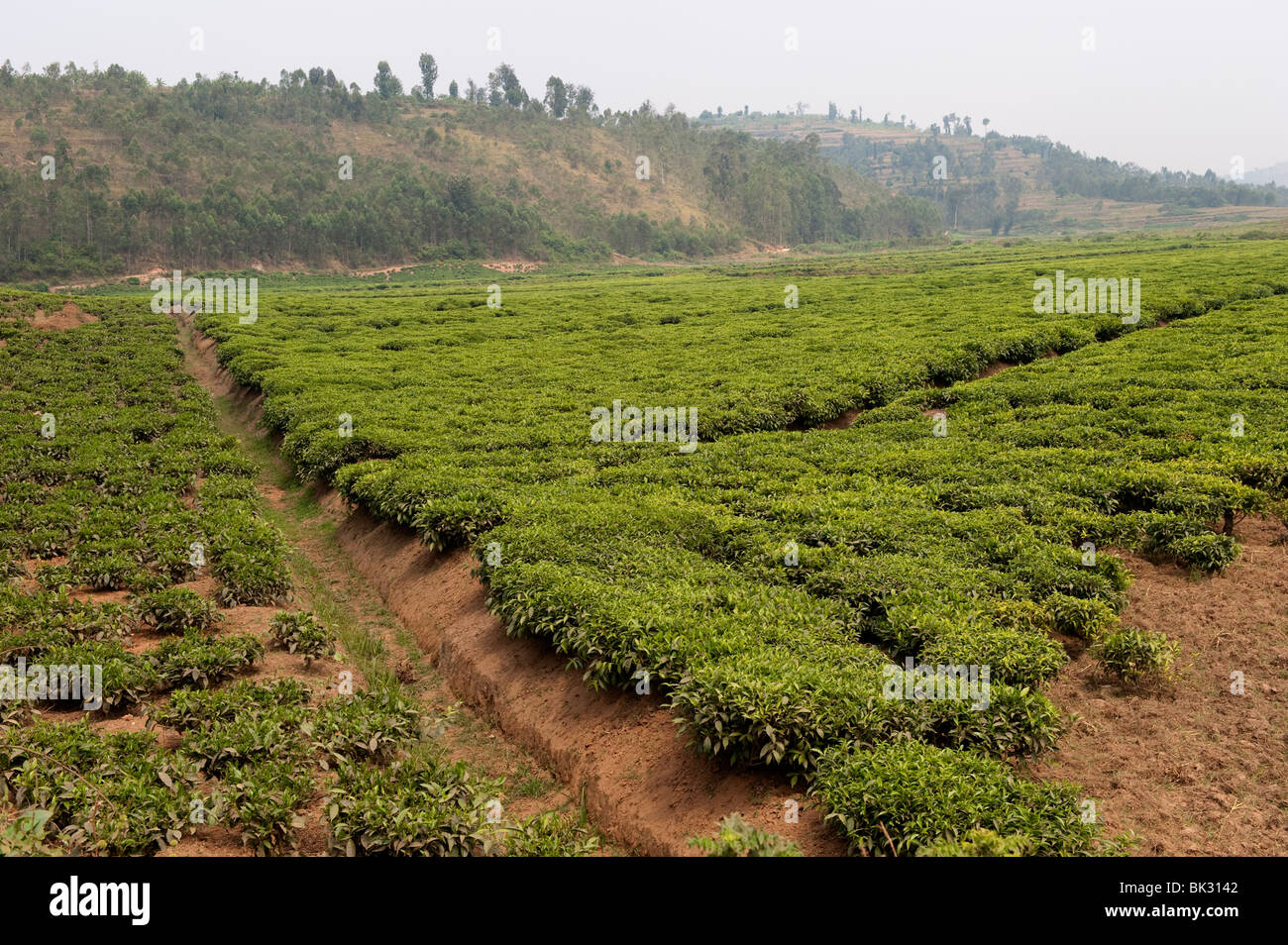 Tea plants in valley bottoms. Butare, southern Rwanda Stock Photo - Alamy