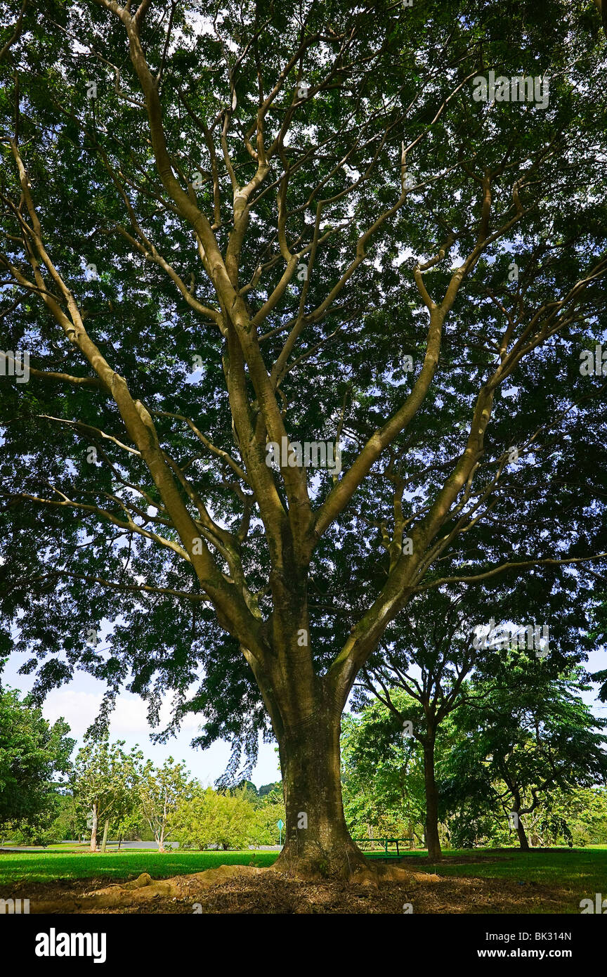 Large shade trees in a botanical garden on Oahu, Hawaii Stock Photo - Alamy