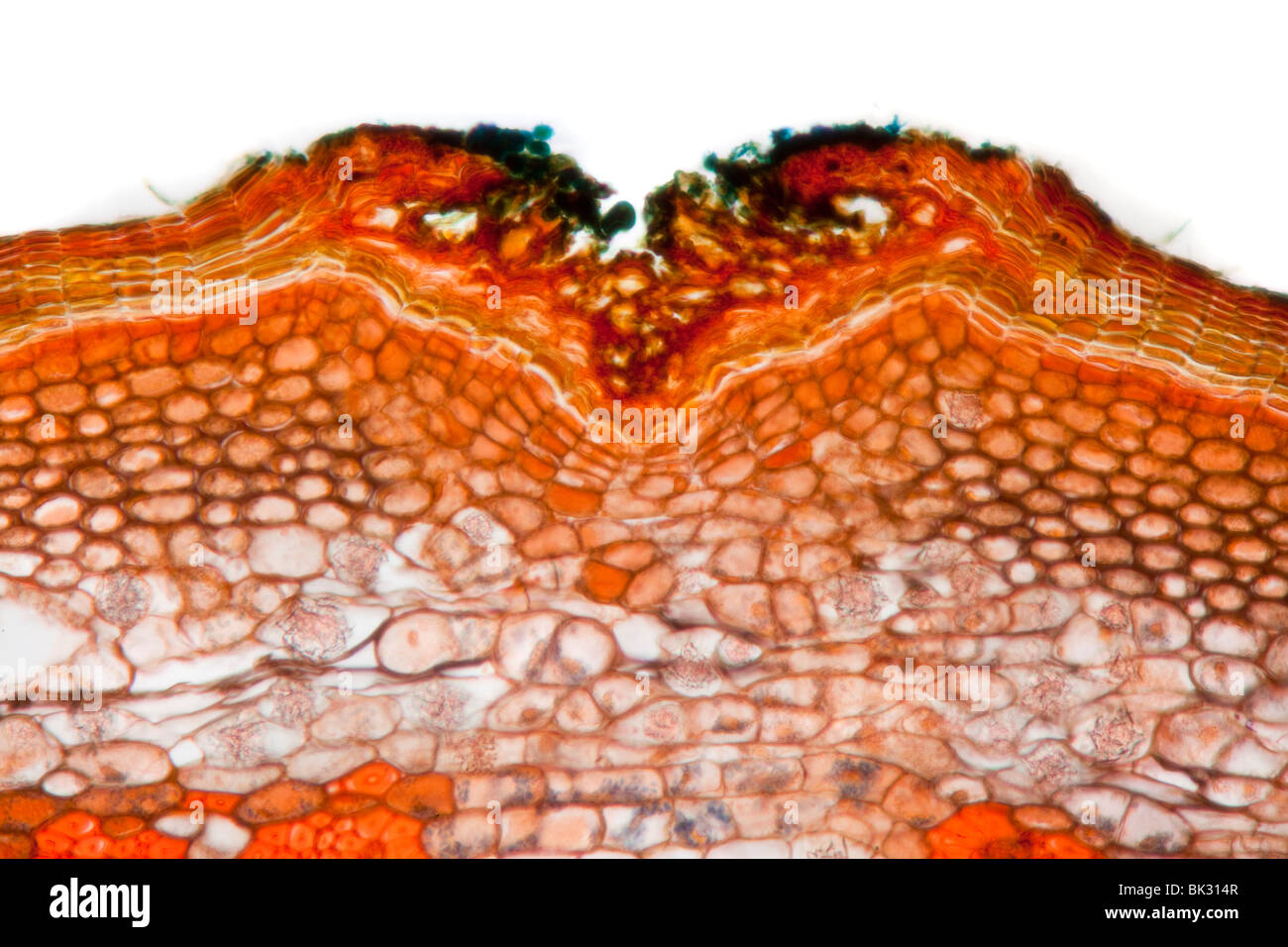 Photomicrograph of Lime tree stem, Tillia sp. showing general ...