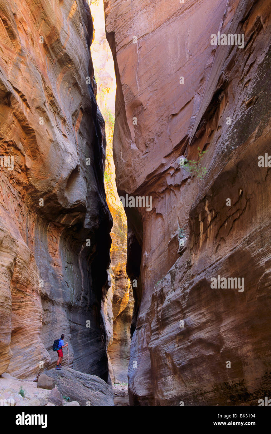 Hiking in the narrows of Orderville Canyon just above the Zion Narrows ...